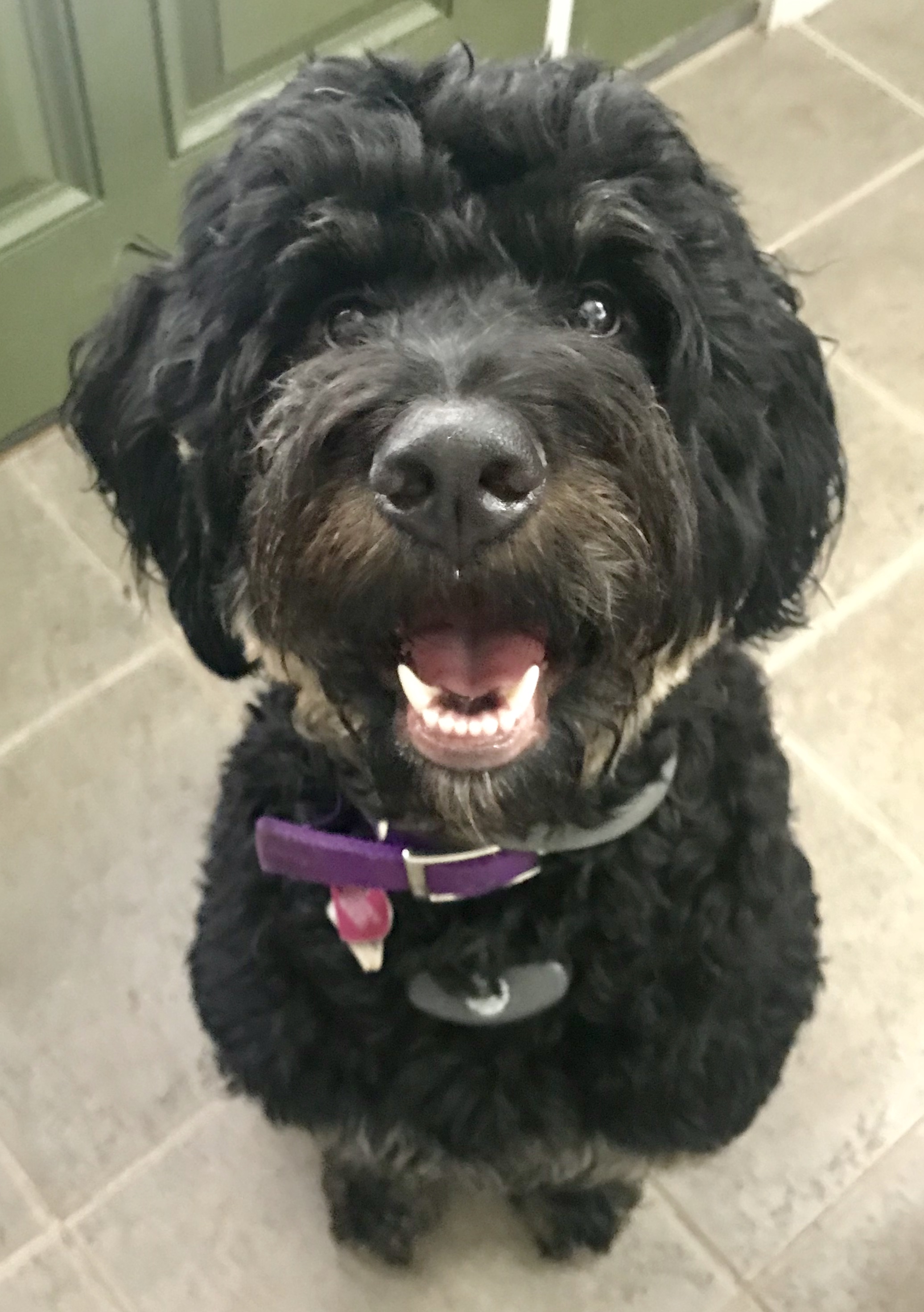 Rosie smiling – Massachusetts Bernedoodles & Goldendoodles