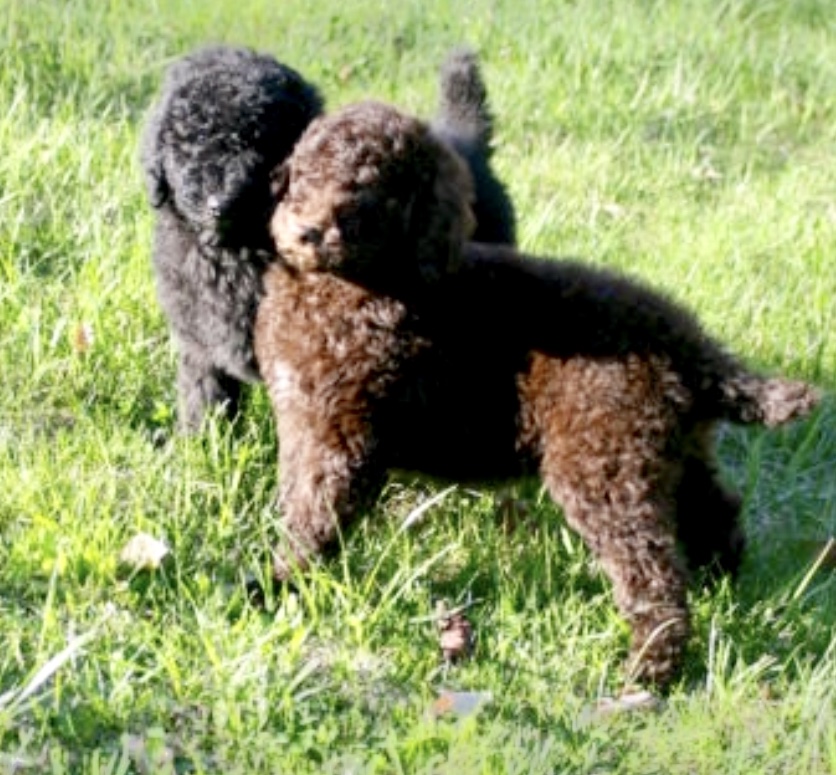 Solid colored bernedoodle puppy – Massachusetts Bernedoodles ...