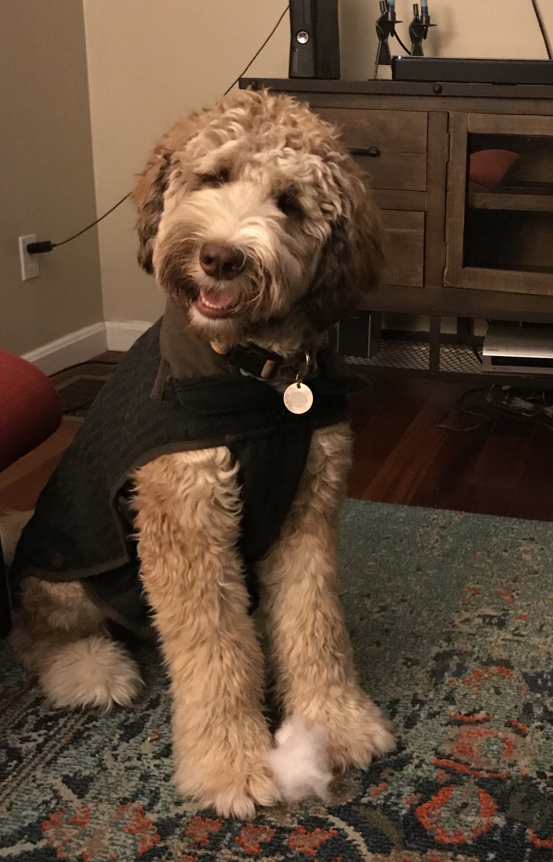 The dad – Massachusetts Bernedoodles & Goldendoodles