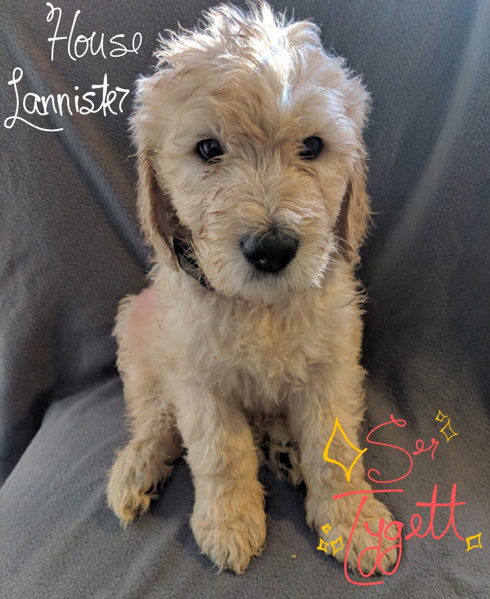 img_1079 – Massachusetts Bernedoodles & Goldendoodles