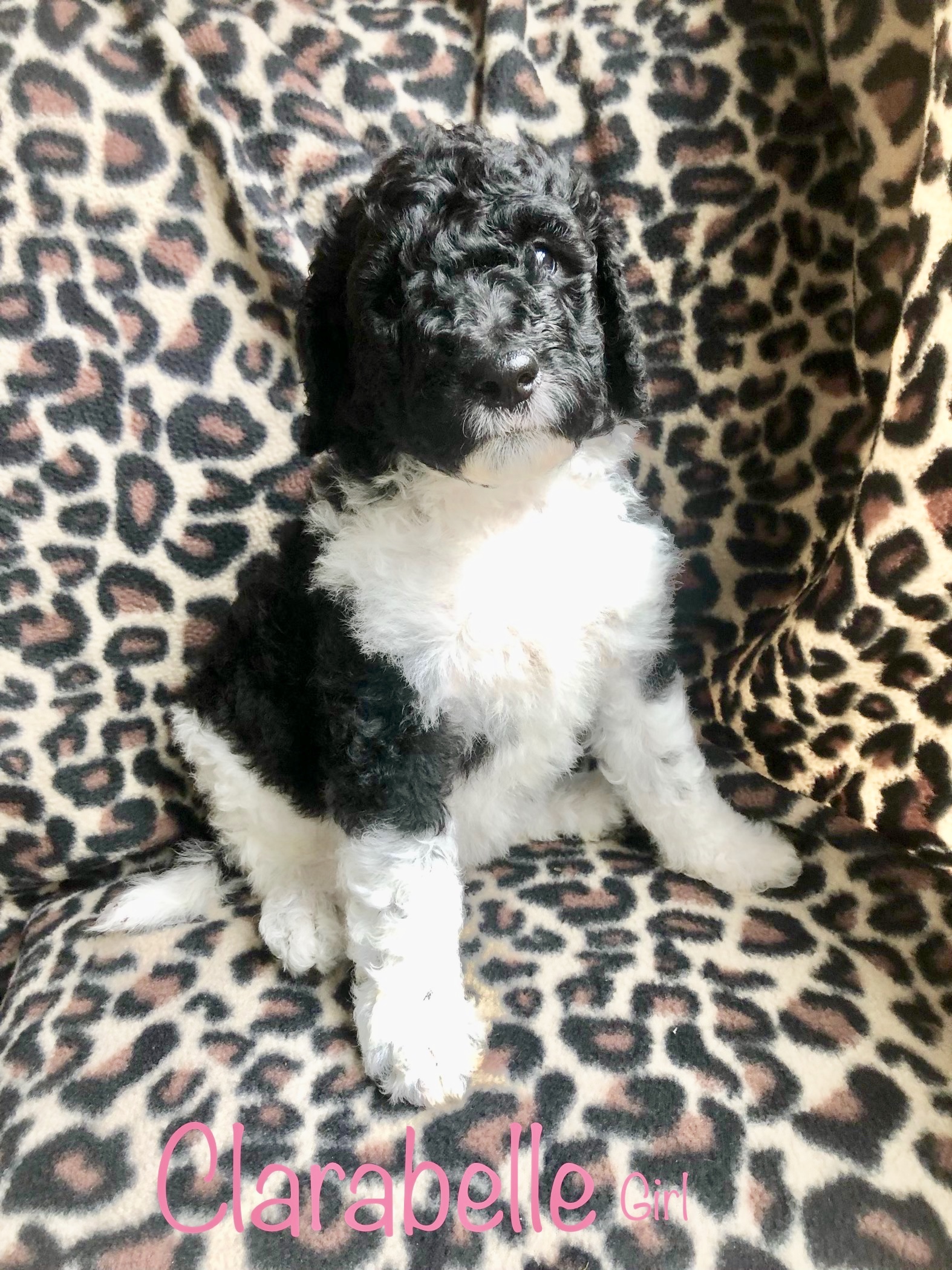 img_3564 – Massachusetts Bernedoodles & Goldendoodles