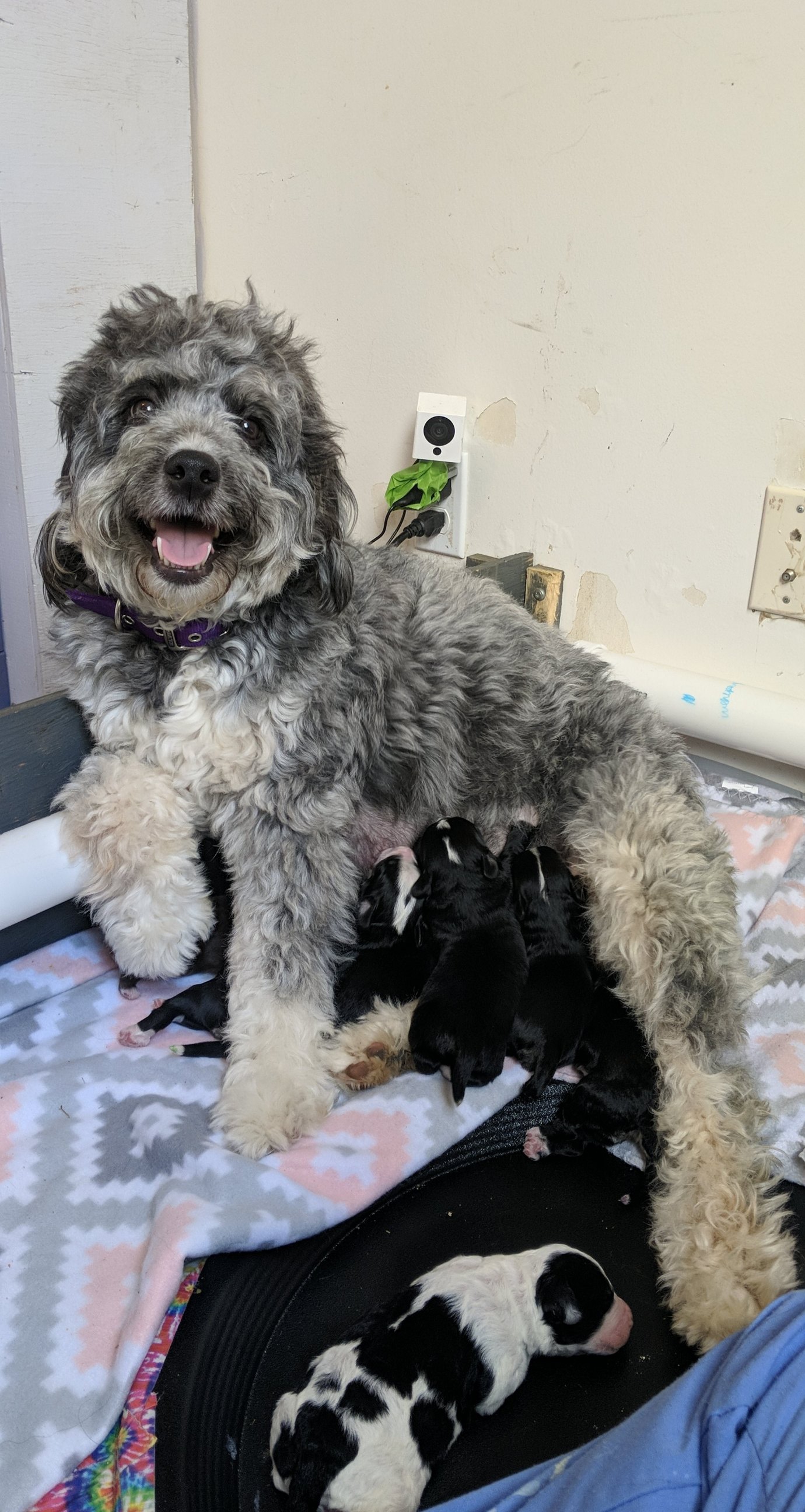 img_3766 – Massachusetts Bernedoodles and Goldendoodles