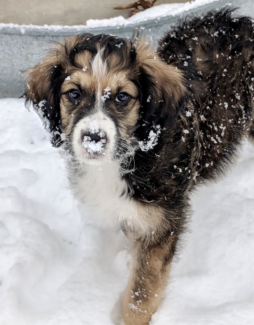 img_1293 – Massachusetts Bernedoodles & Goldendoodles