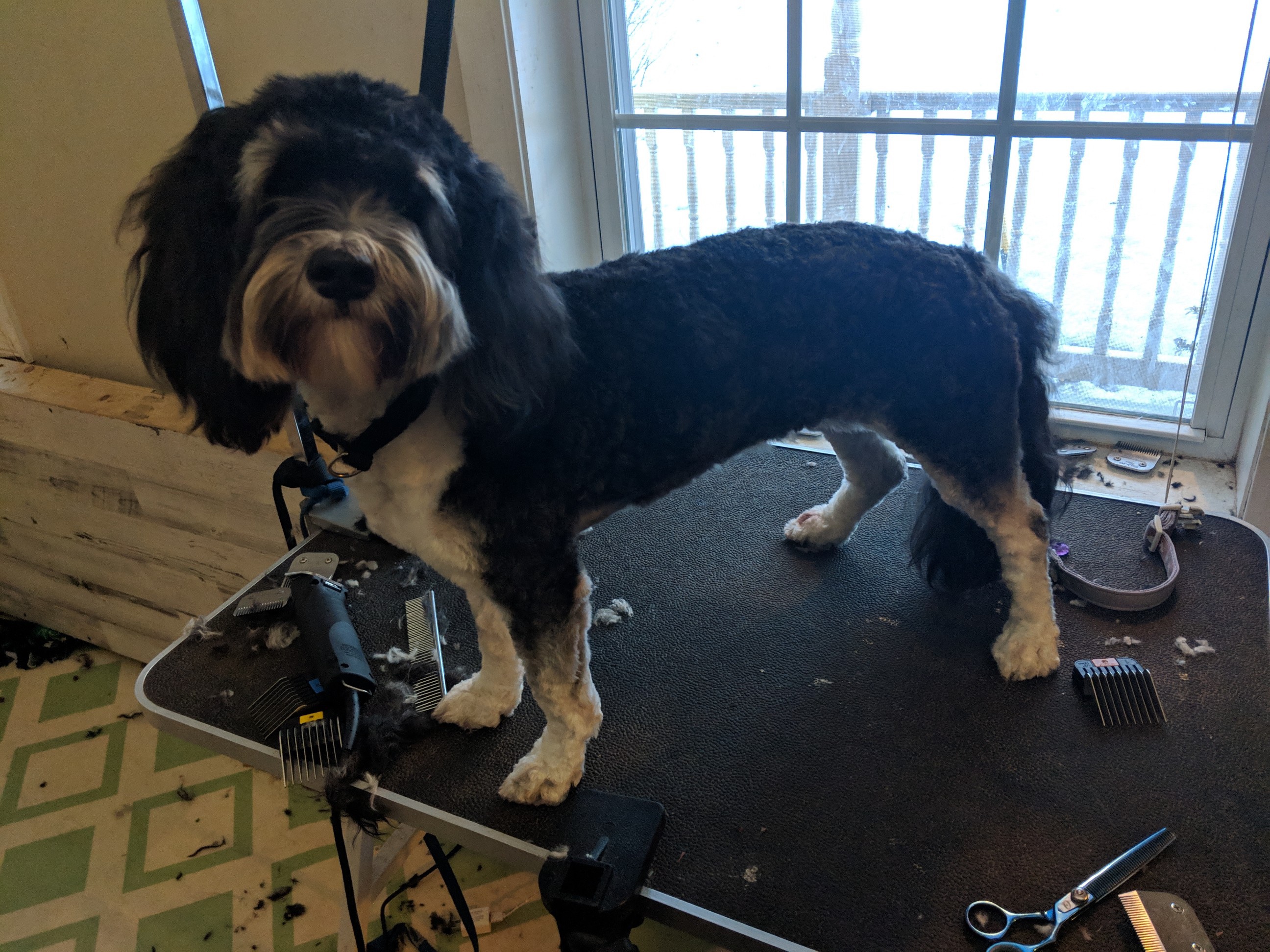 img_2044 – Massachusetts Bernedoodles & Goldendoodles