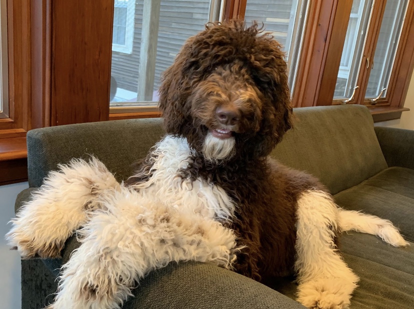 img_2111 – Massachusetts Bernedoodles & Goldendoodles