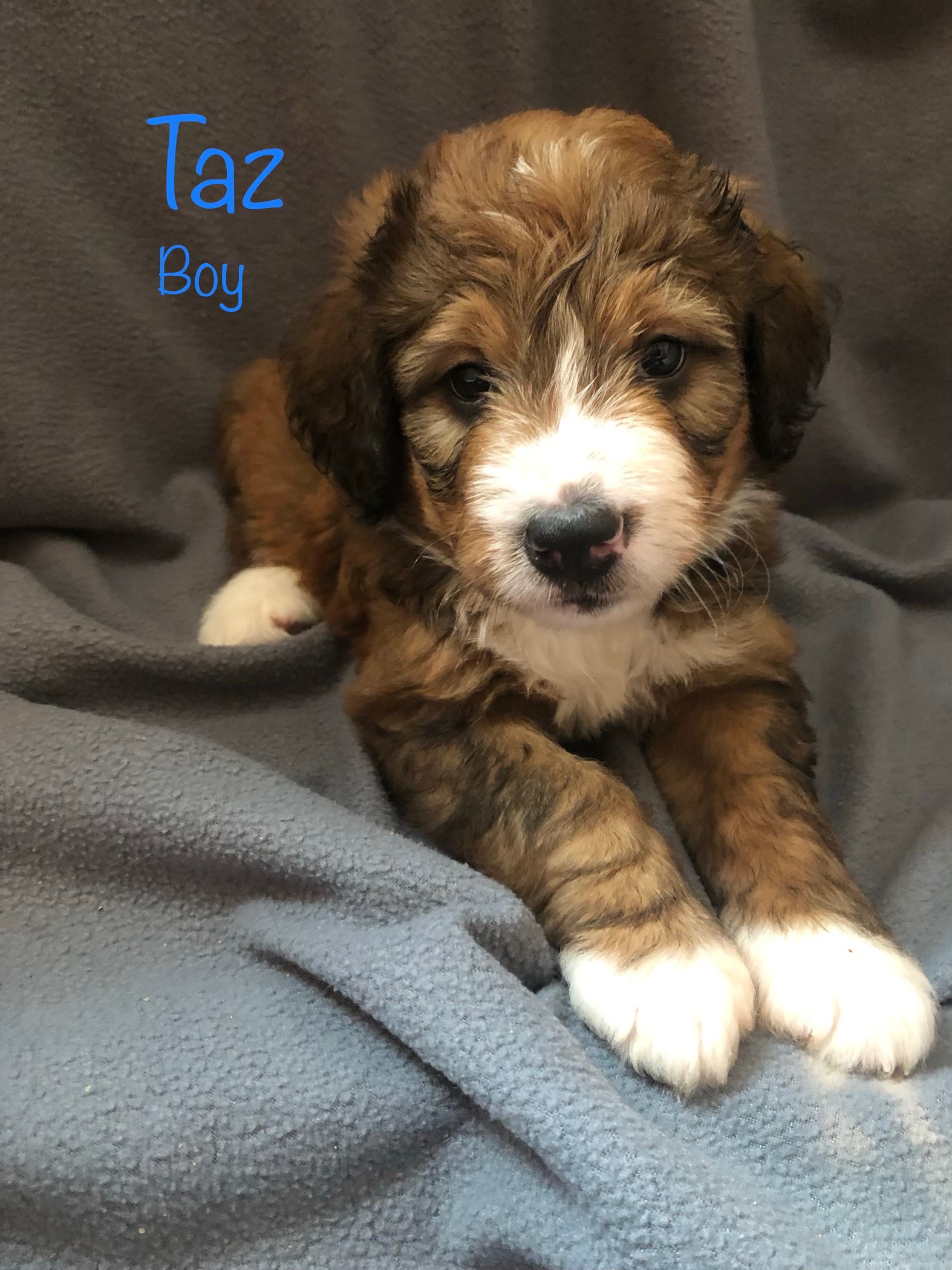 img_3670-1 – Massachusetts Bernedoodles & Goldendoodles