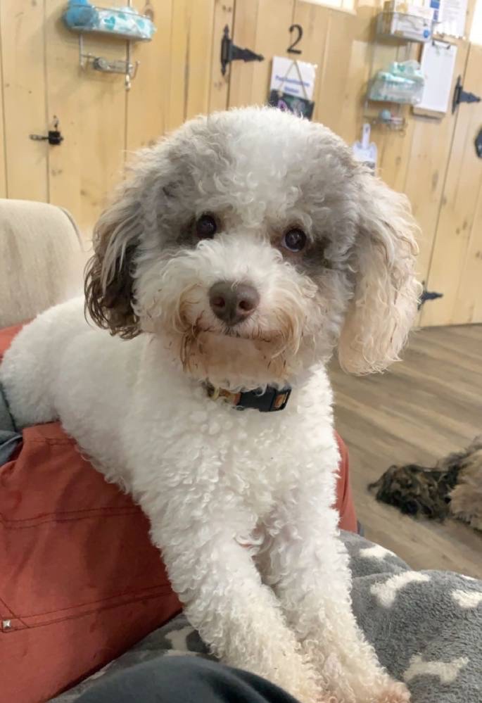 image-1 – Massachusetts Bernedoodles & Goldendoodles