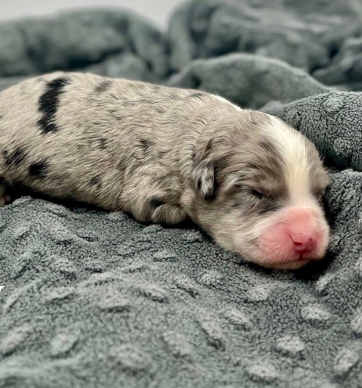 image-3 – Massachusetts Bernedoodles & Goldendoodles