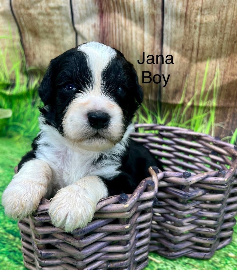 image-3 – Massachusetts Bernedoodles & Goldendoodles