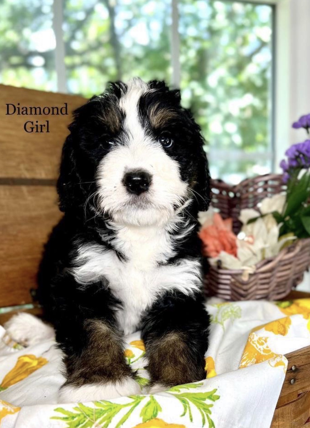 img_1704 – Massachusetts Bernedoodles & Goldendoodles