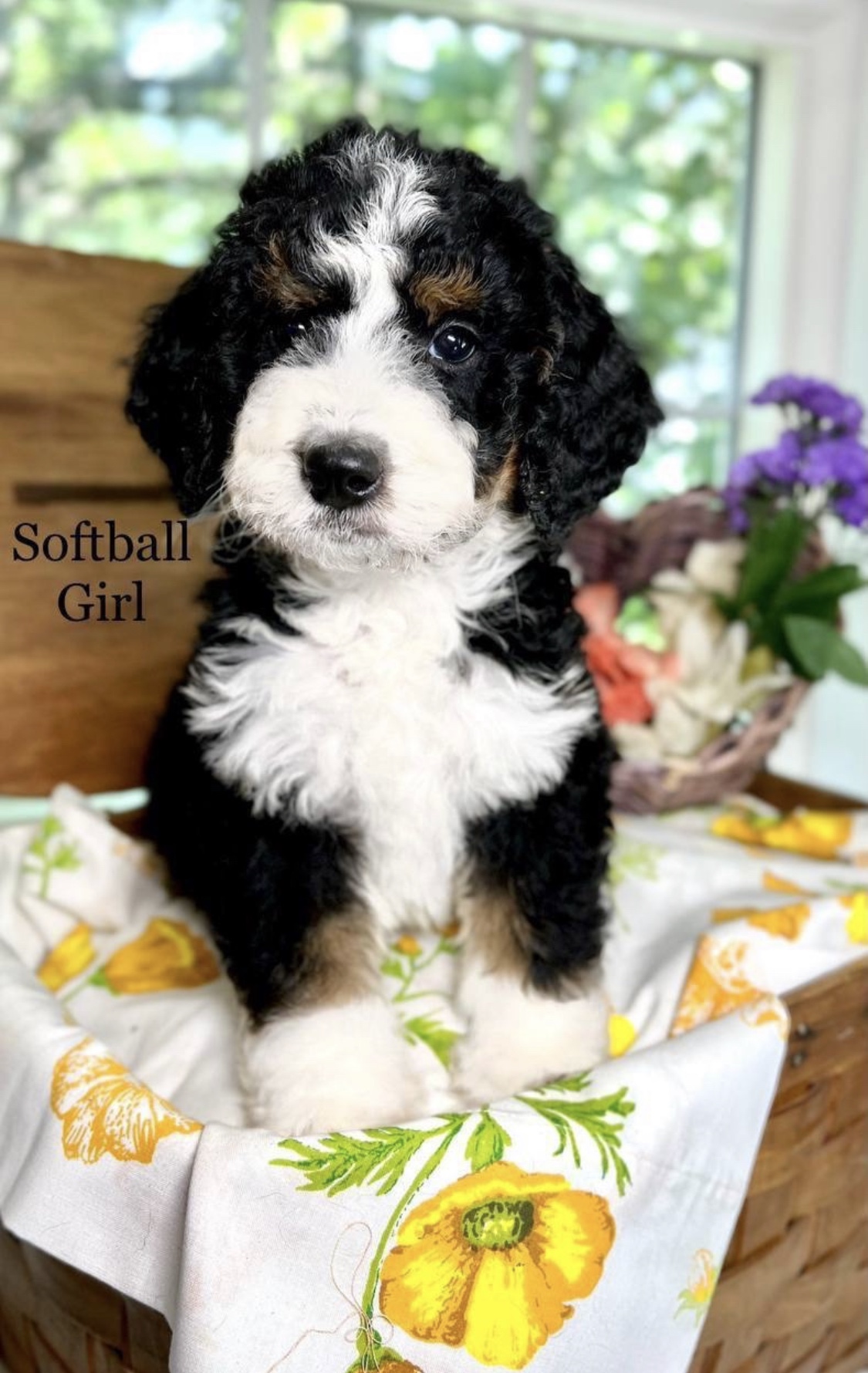 img_1979 – Massachusetts Bernedoodles & Goldendoodles