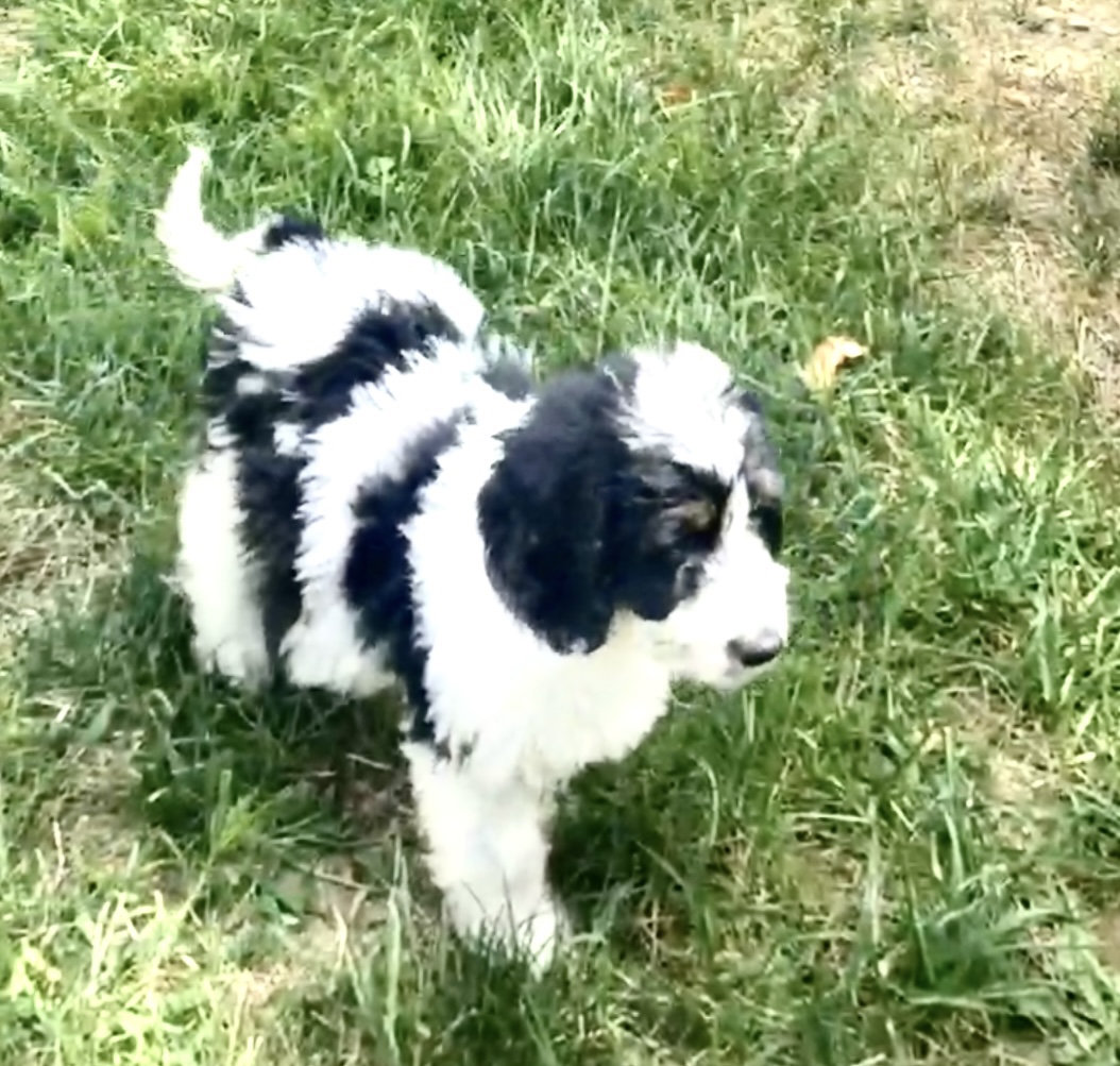 img_2657-1 – Massachusetts Bernedoodles & Goldendoodles