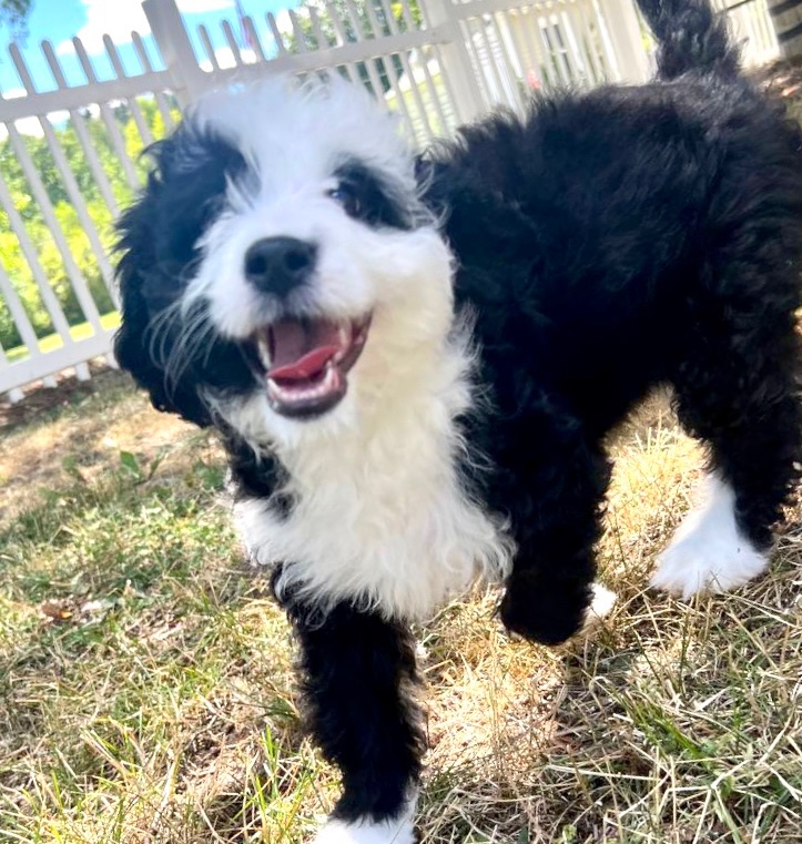 image-1 – Massachusetts Bernedoodles & Goldendoodles