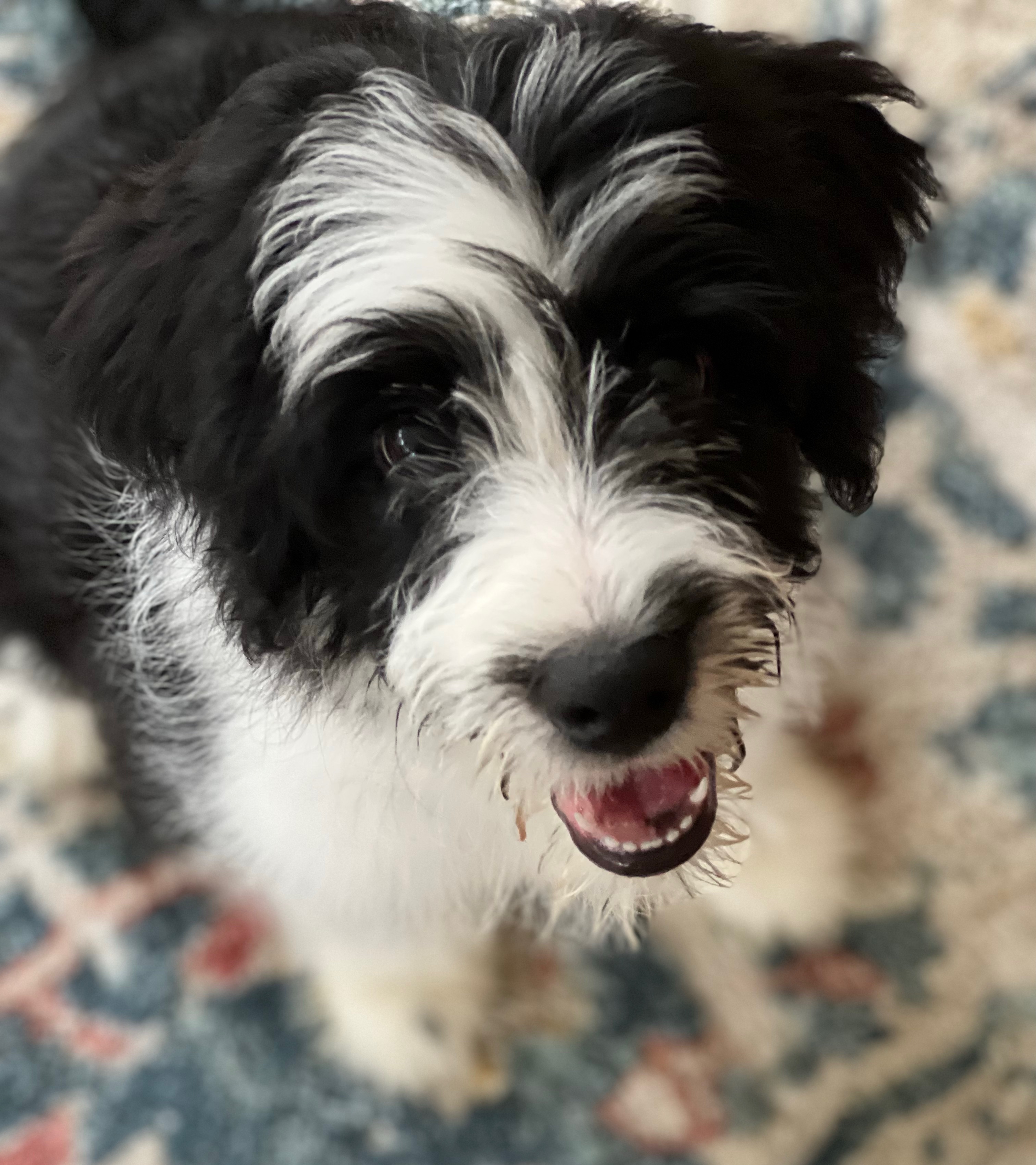 image – Massachusetts Bernedoodles & Goldendoodles