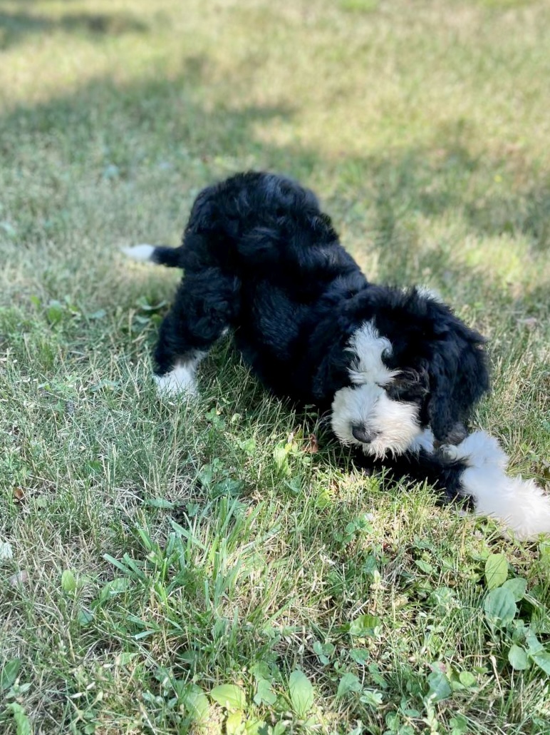 img_1263 – Massachusetts Bernedoodles & Goldendoodles
