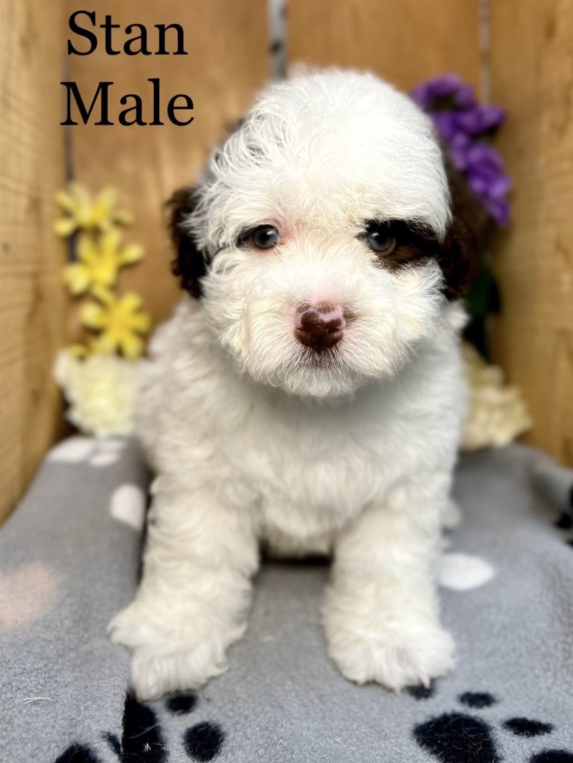 img_2880 – Massachusetts Bernedoodles & Goldendoodles