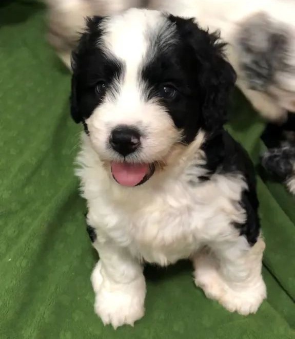 image-1 – Massachusetts Bernedoodles & Goldendoodles