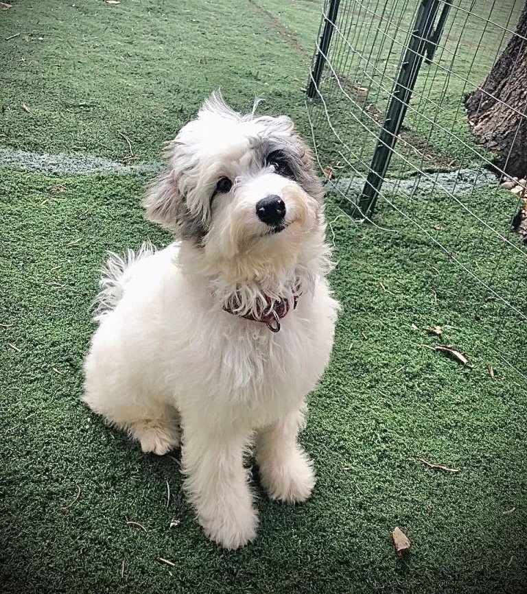 image-1 – Massachusetts Bernedoodles & Goldendoodles