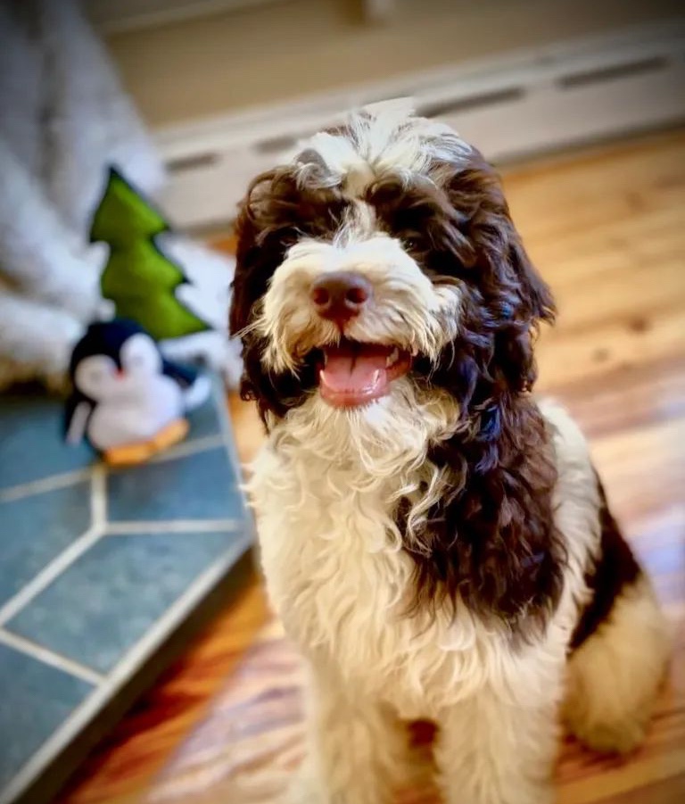 image-1 – Massachusetts Bernedoodles & Goldendoodles