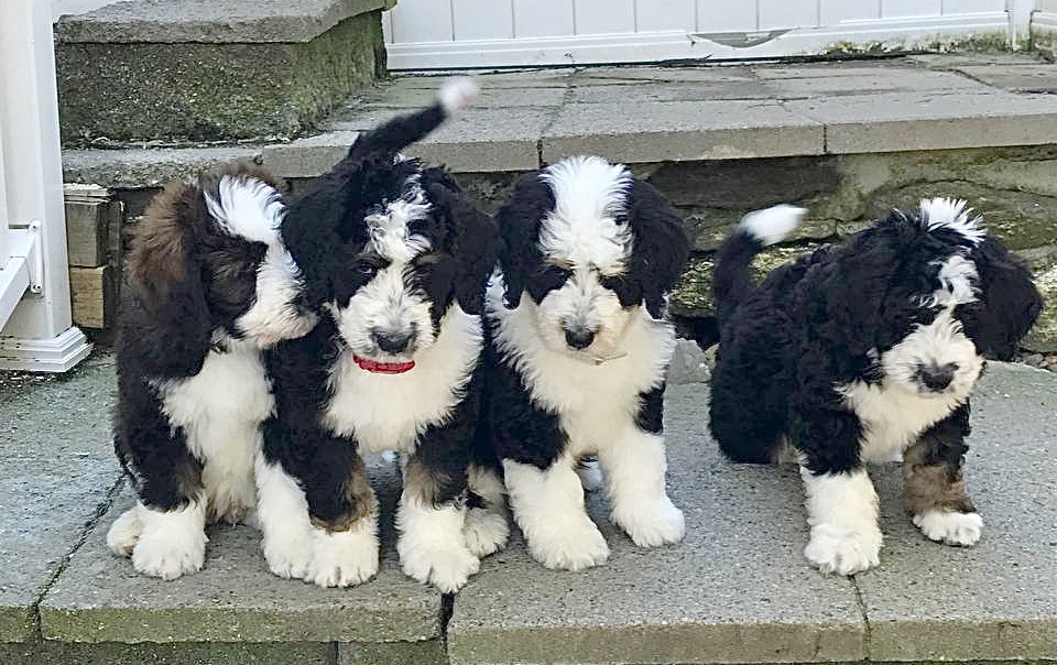 Massachusetts Bernedoodles & Goldendoodles – 24/7 Live Puppy Cameras in ...