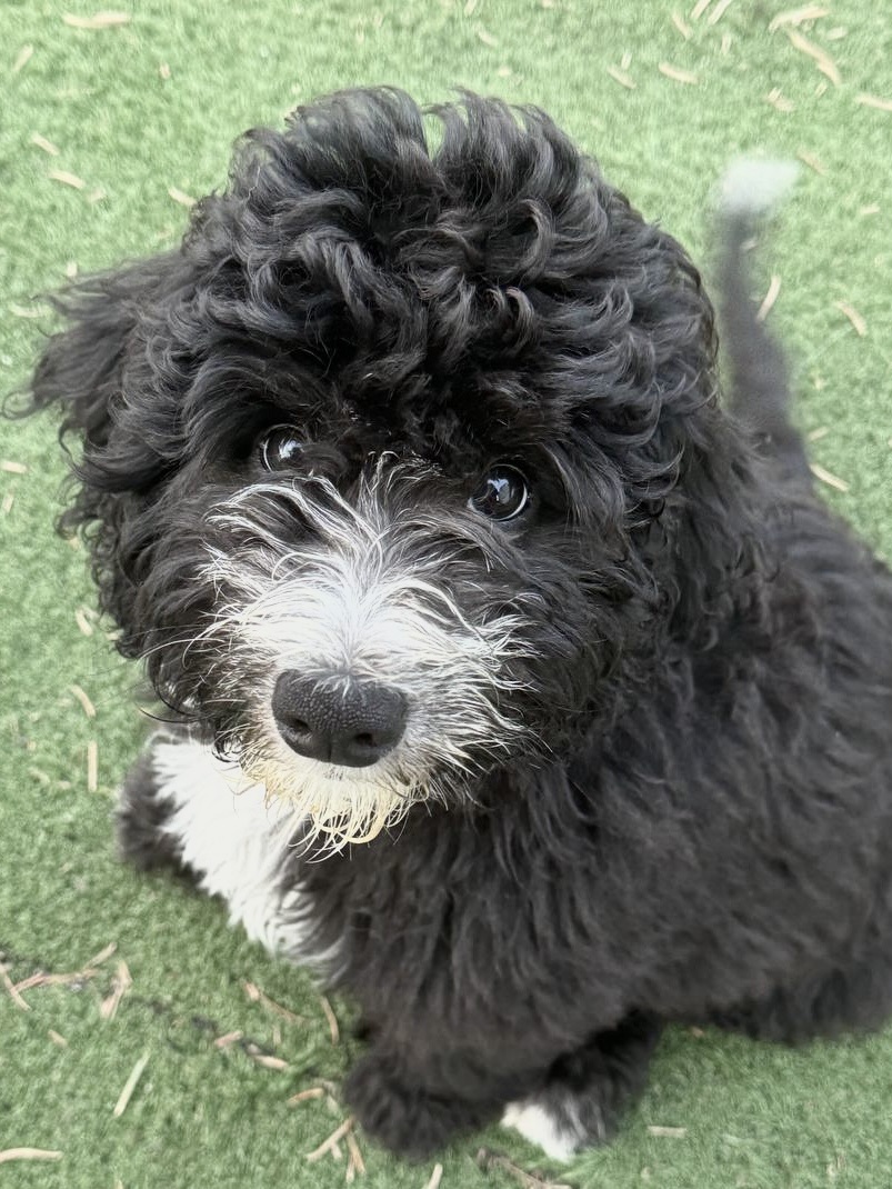 Massachusetts Bernedoodles & Goldendoodles – 24/7 Live Puppy Cameras in ...
