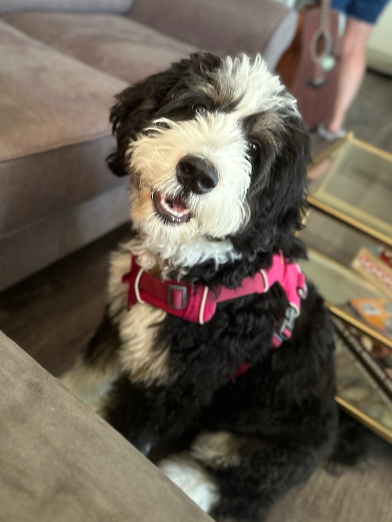 Massachusetts Bernedoodles & Goldendoodles – 24/7 Live Puppy Cameras in ...