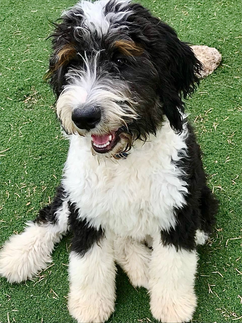 Massachusetts Bernedoodles & Goldendoodles – 24/7 Live Puppy Cameras in ...