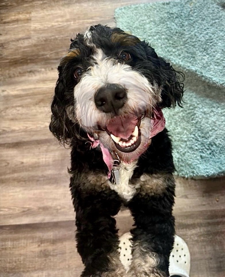 Massachusetts Bernedoodles & Goldendoodles – 24/7 Live Puppy Cameras in ...