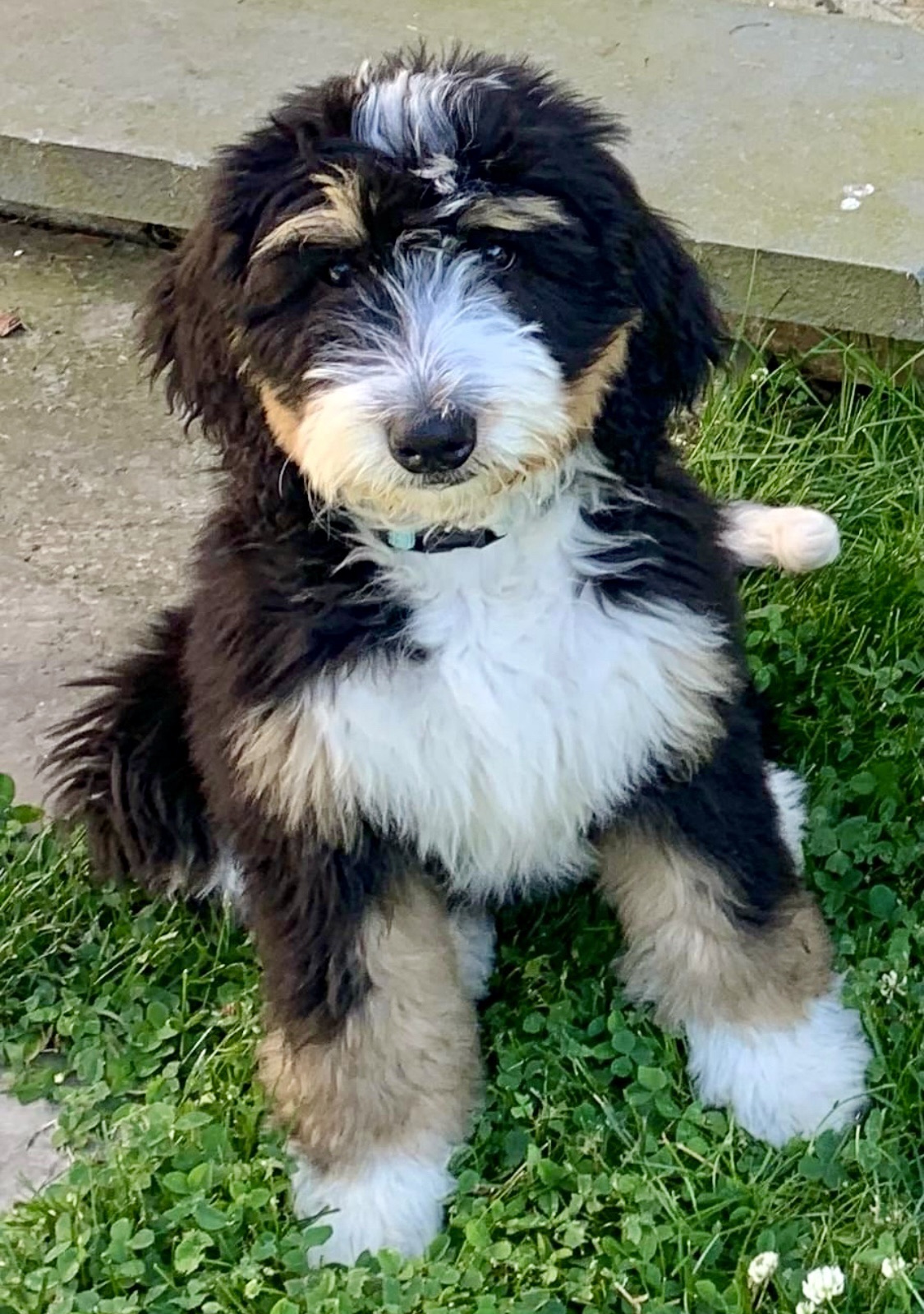 Massachusetts Bernedoodles & Goldendoodles – 24/7 Live Puppy Cameras in ...