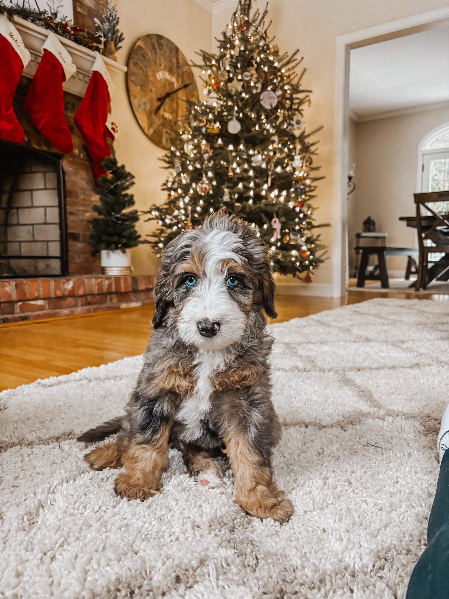 Massachusetts Bernedoodles & Goldendoodles – 24/7 Live Puppy Cameras in ...