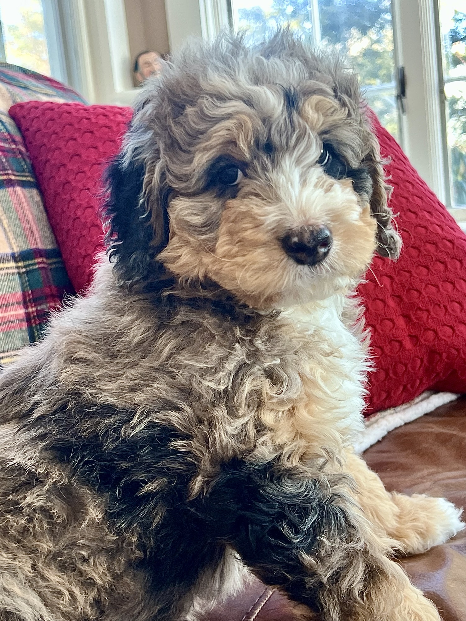 Massachusetts Bernedoodles & Goldendoodles – 24/7 Live Puppy Cameras in ...