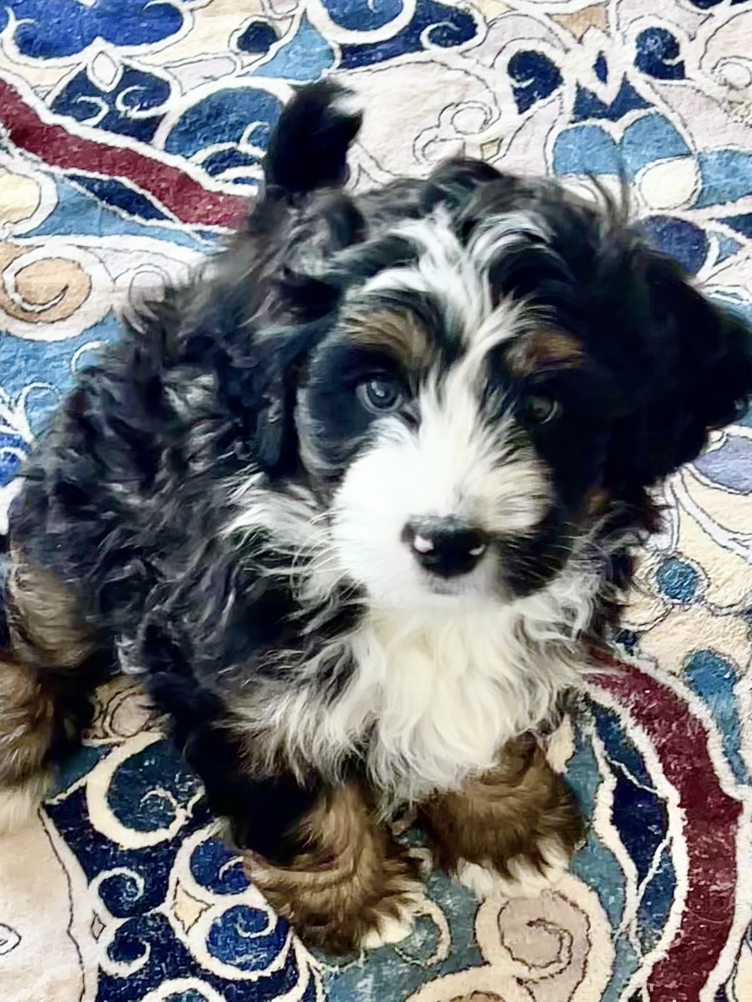 Massachusetts Bernedoodles & Goldendoodles – 24/7 Live Puppy Cameras in ...