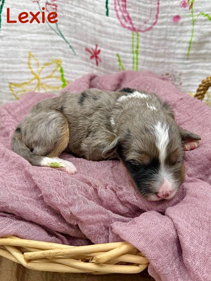 img_1111-1 – Massachusetts Bernedoodles & Goldendoodles