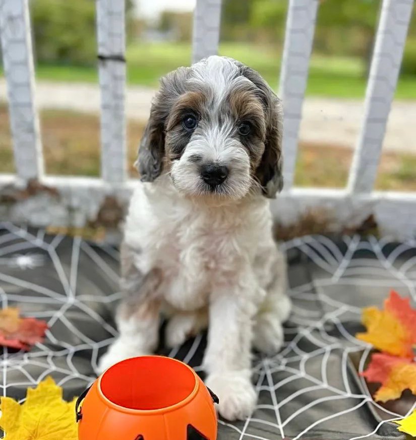 image-16 – Massachusetts Bernedoodles & Goldendoodles