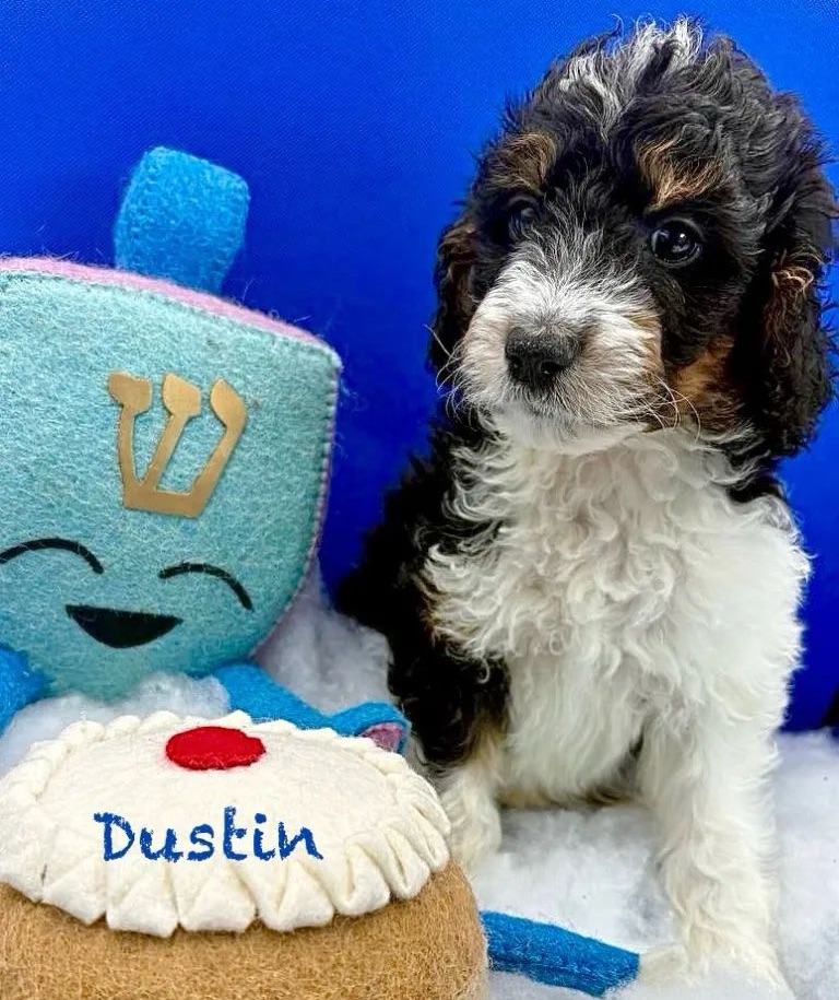 image-4 – Massachusetts Bernedoodles & Goldendoodles